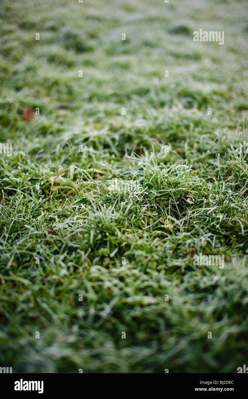 Frost covered grass in a park in Hayle, Cornwall on a cold wintry ...