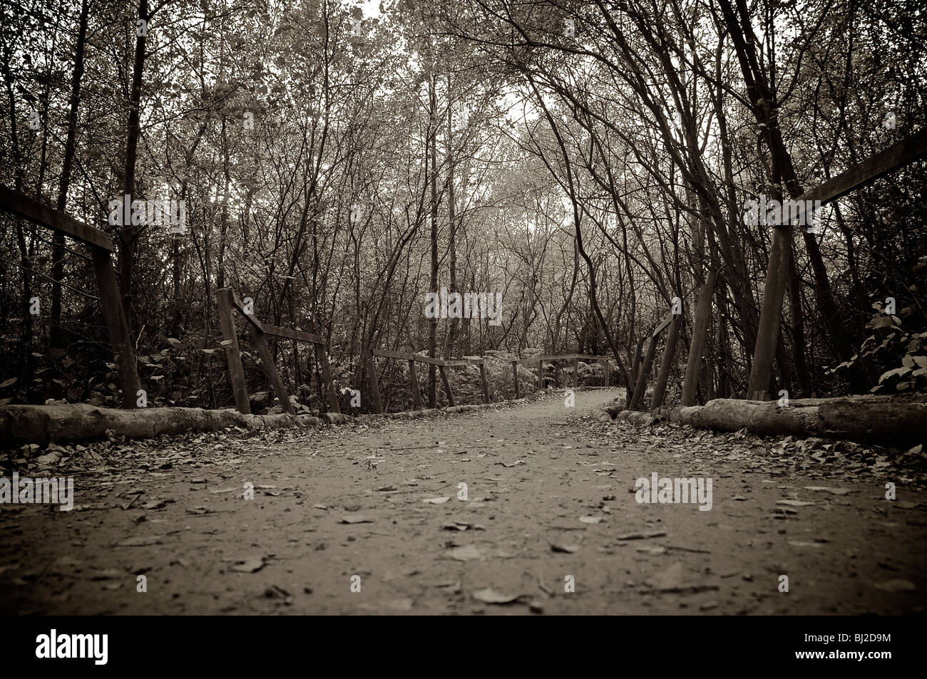 Woodland Path in Sepia Stock Photo - Alamy