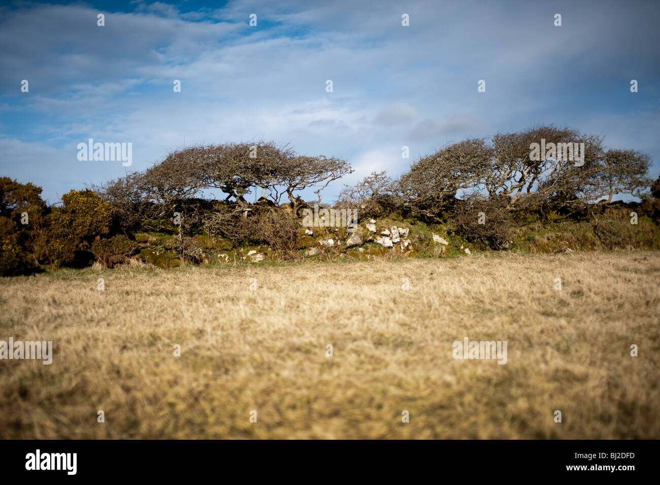 Cornish landscape of moors, fields and weathered trees at the ancient ...