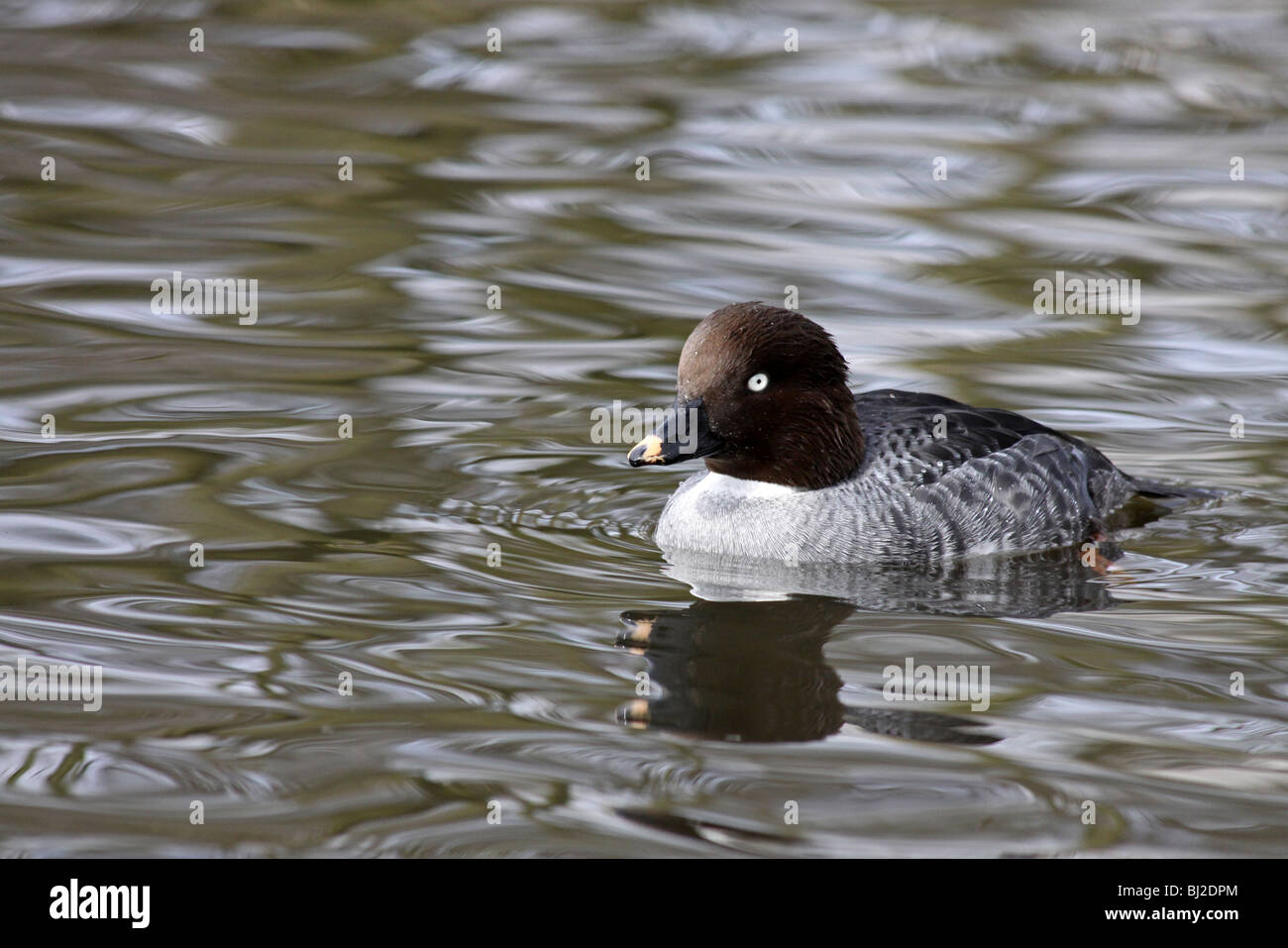 Female Common Goldeneye Bucephala clangula at Martin Mere WWT ...
