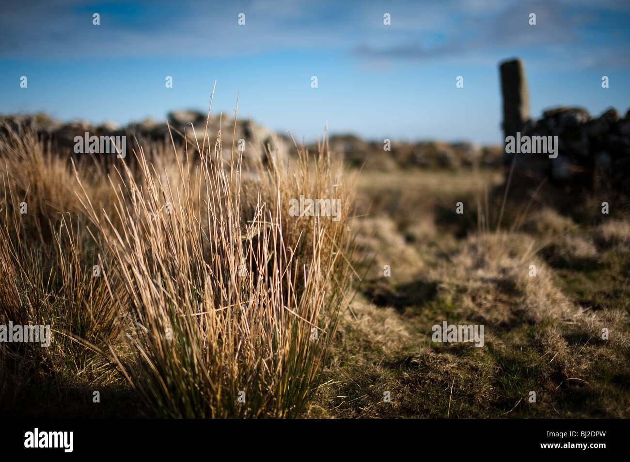 Cornish landscape of moors, fields and weathered trees at the ancient ...