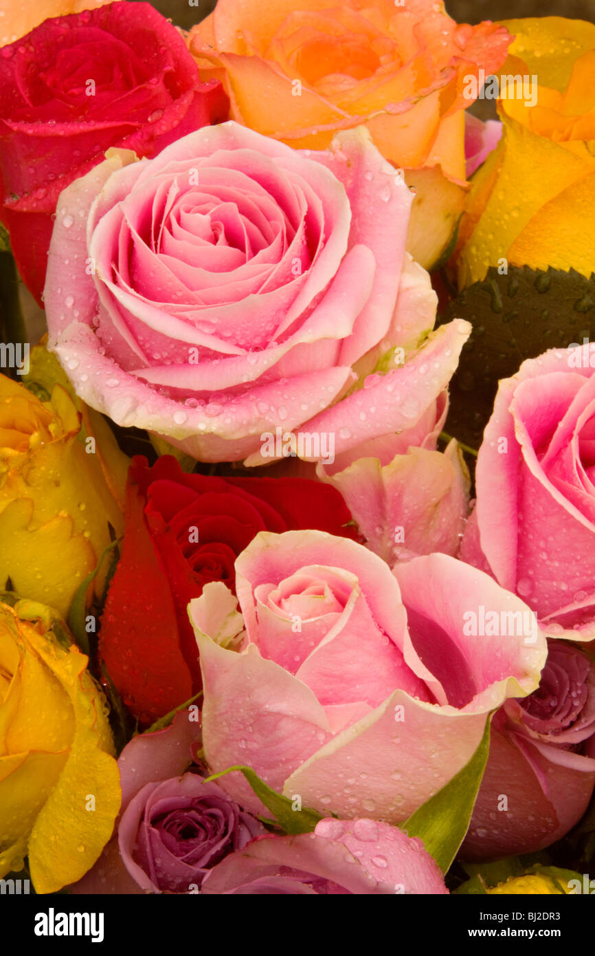 A group of multiple color roses with rain drops on them Stock Photo - Alamy