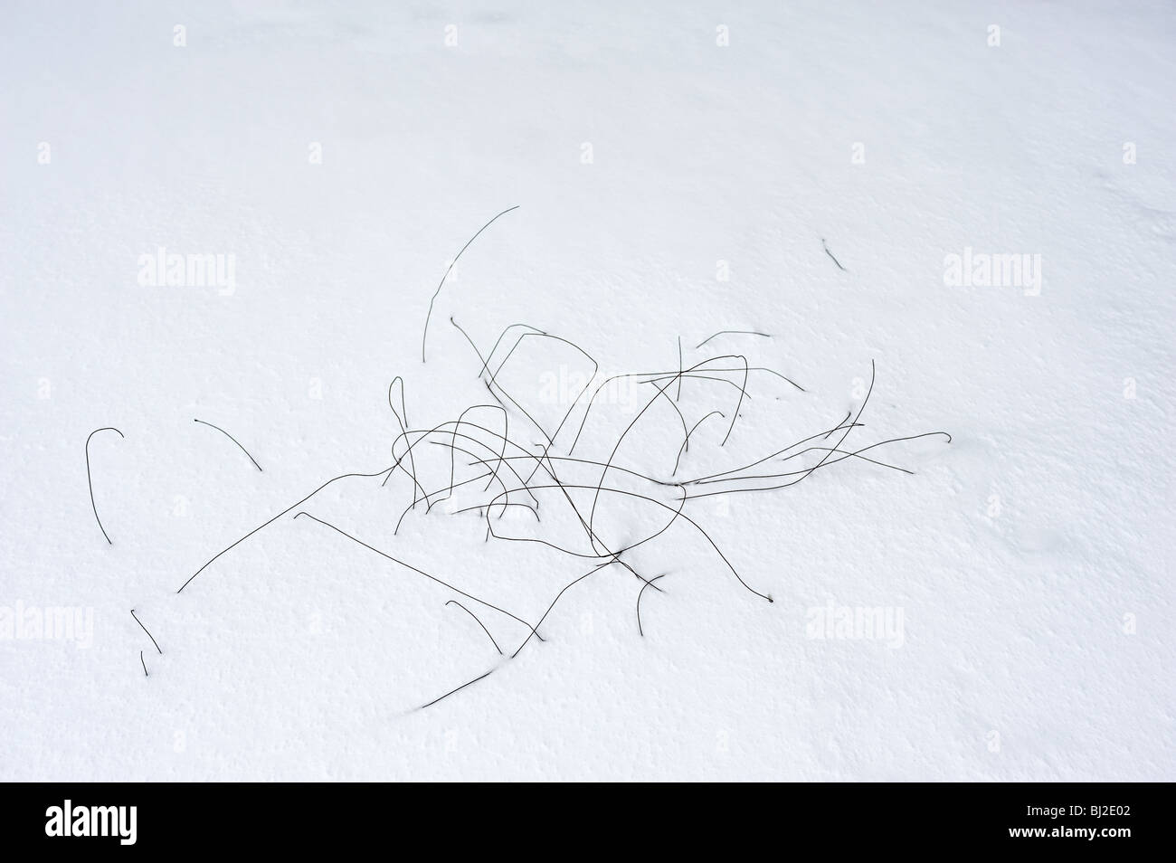 A dead plant in heavy snow. Photo by Gordon Scammell Stock Photo - Alamy