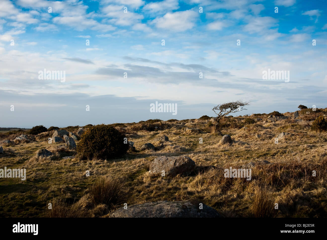 Cornish landscape of moors, fields and weathered trees at the ancient ...