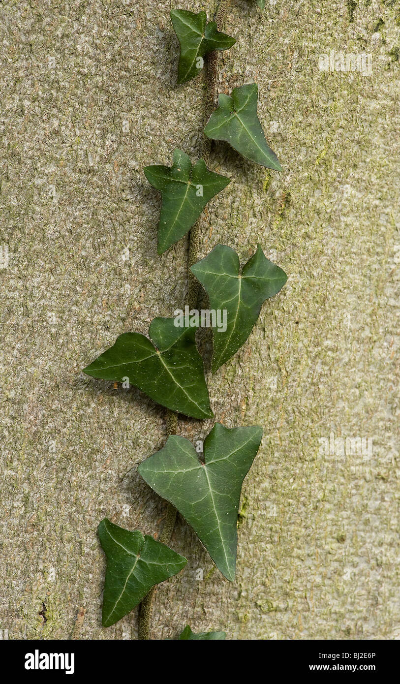 Triangular leaf hi-res stock photography and images - Alamy