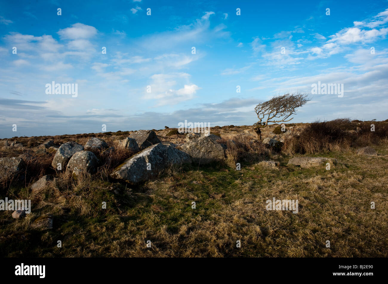 Cornish landscape of moors, fields and weathered trees at the ancient ...
