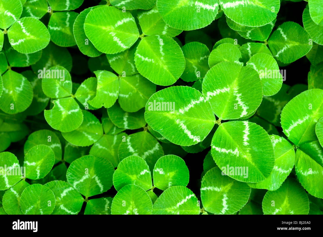 Red clover patch hi-res stock photography and images - Alamy