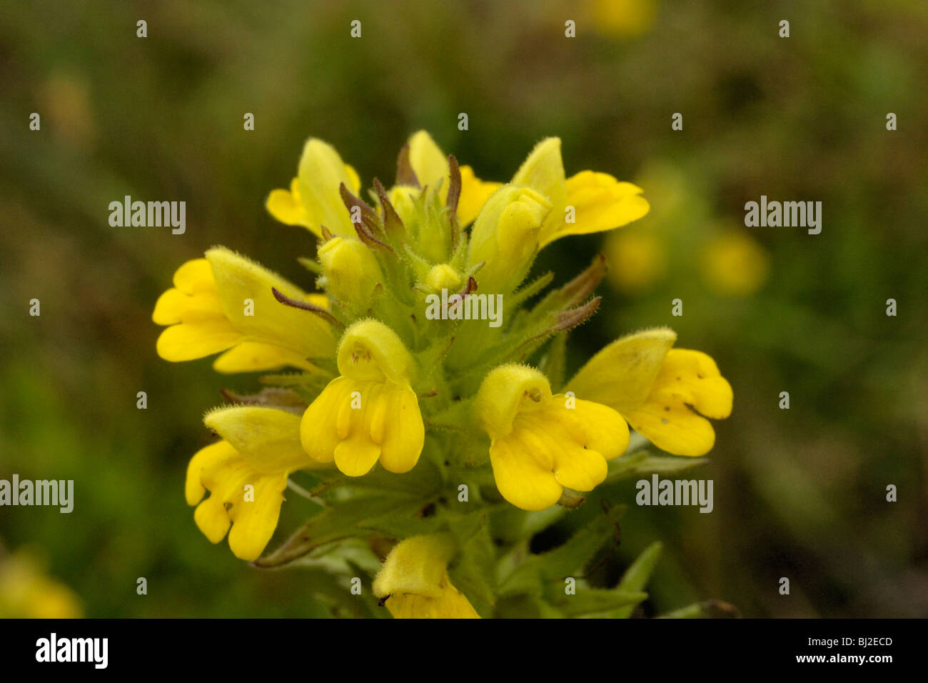 Yellow Bartsia, Parentucellia viscosa Stock Photo - Alamy