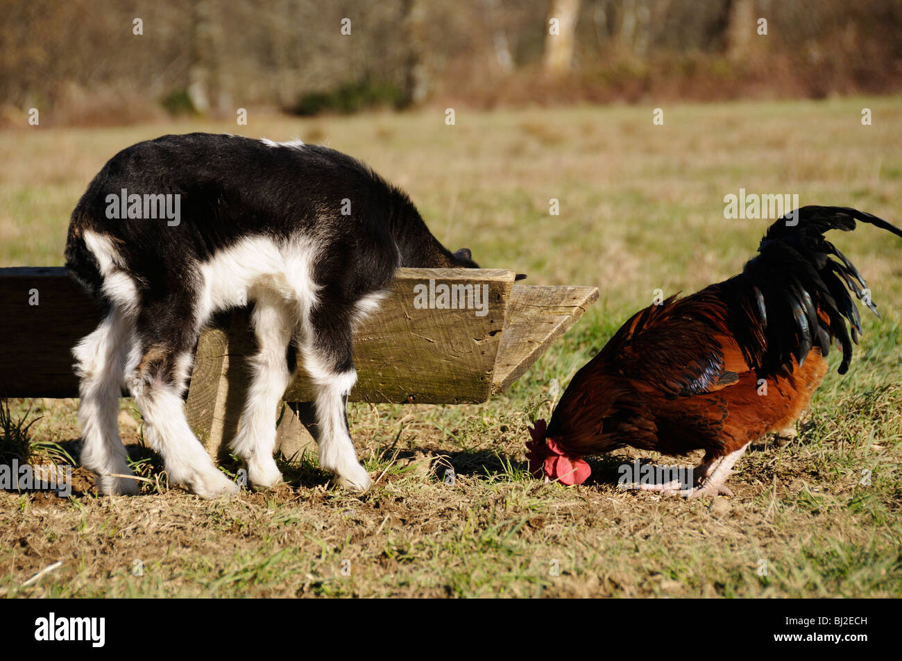Goat farm chicken hi-res stock photography and images - Alamy