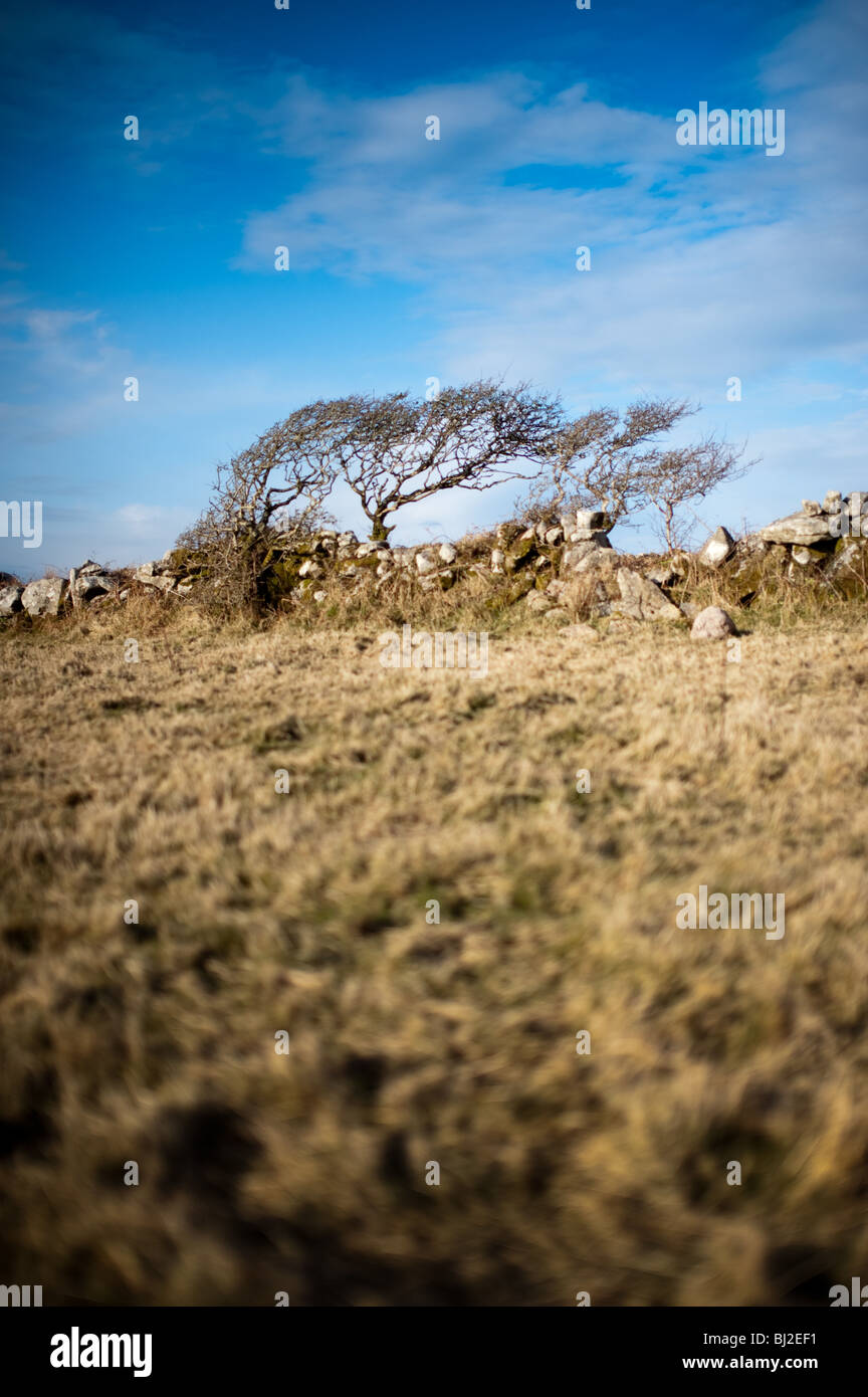 Cornish landscape of moors, fields and weathered trees at the ancient ...