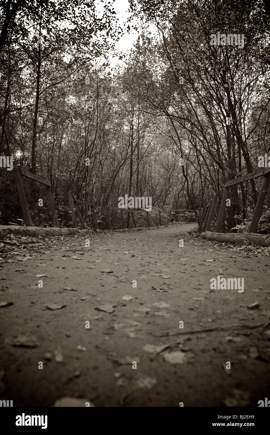Woodland Path in Sepia Stock Photo - Alamy