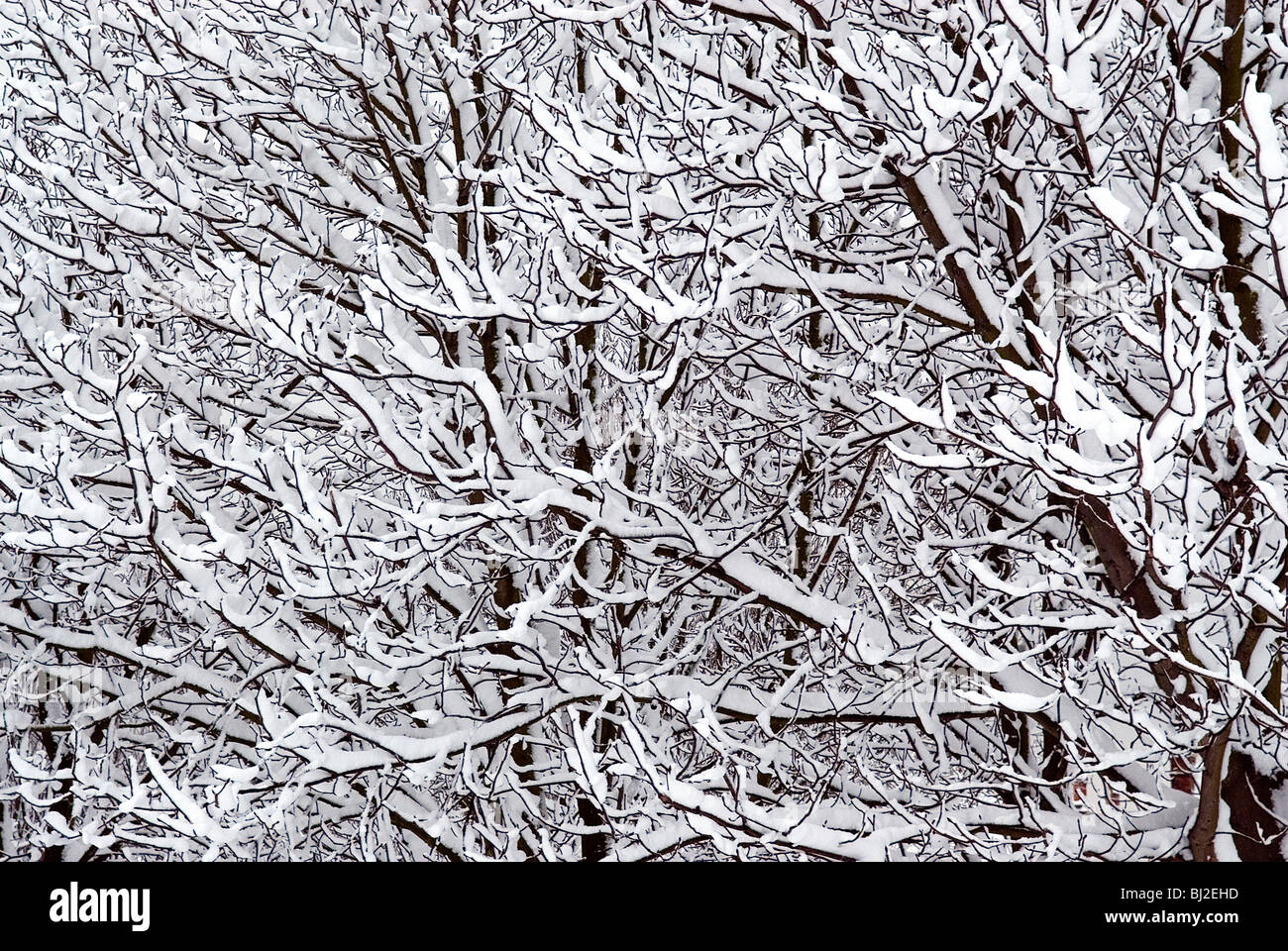 Trees/branches close up covered in snow Stock Photo - Alamy