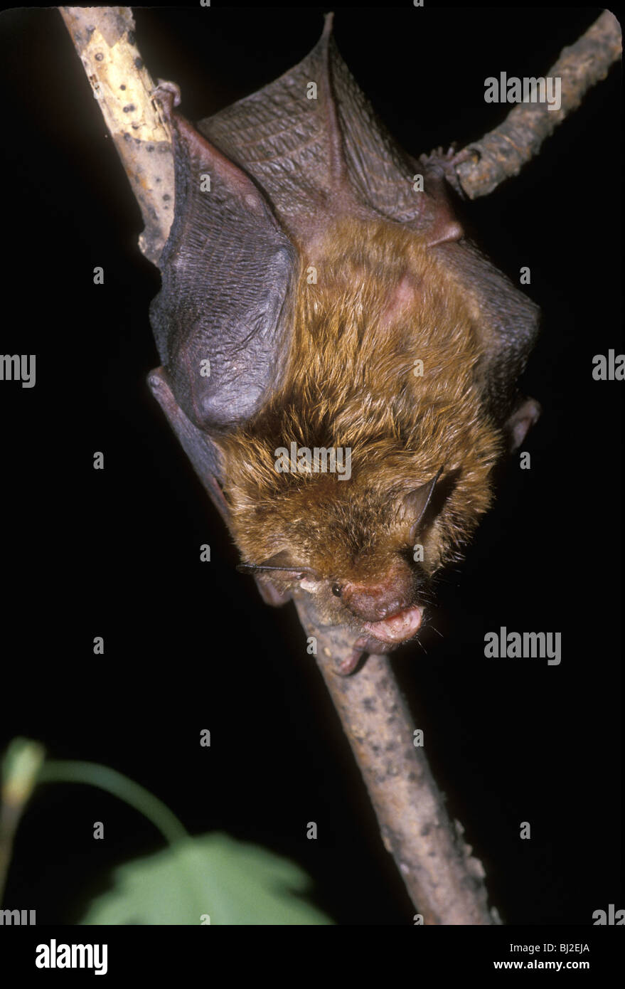 Myotis grisescens hi-res stock photography and images - Alamy