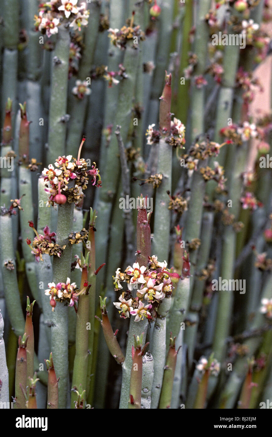 Flowering candelilla or wax plant, Euphorbia antisyphilitica, is native ...