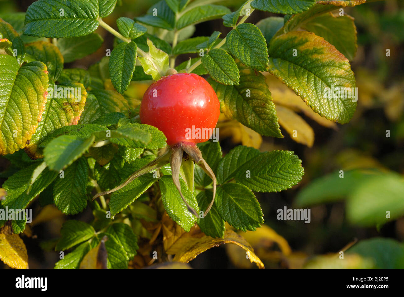 Japanese Rose, rosa rugosa Stock Photo - Alamy