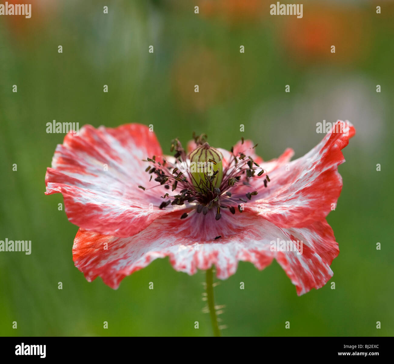 Open poppy flower in summer Stock Photo - Alamy