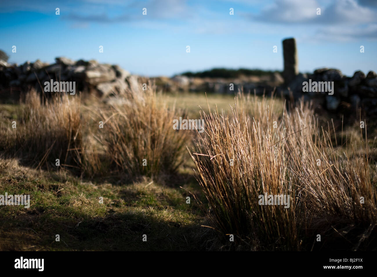 Cornish landscape of moors, fields and weathered trees at the ancient ...