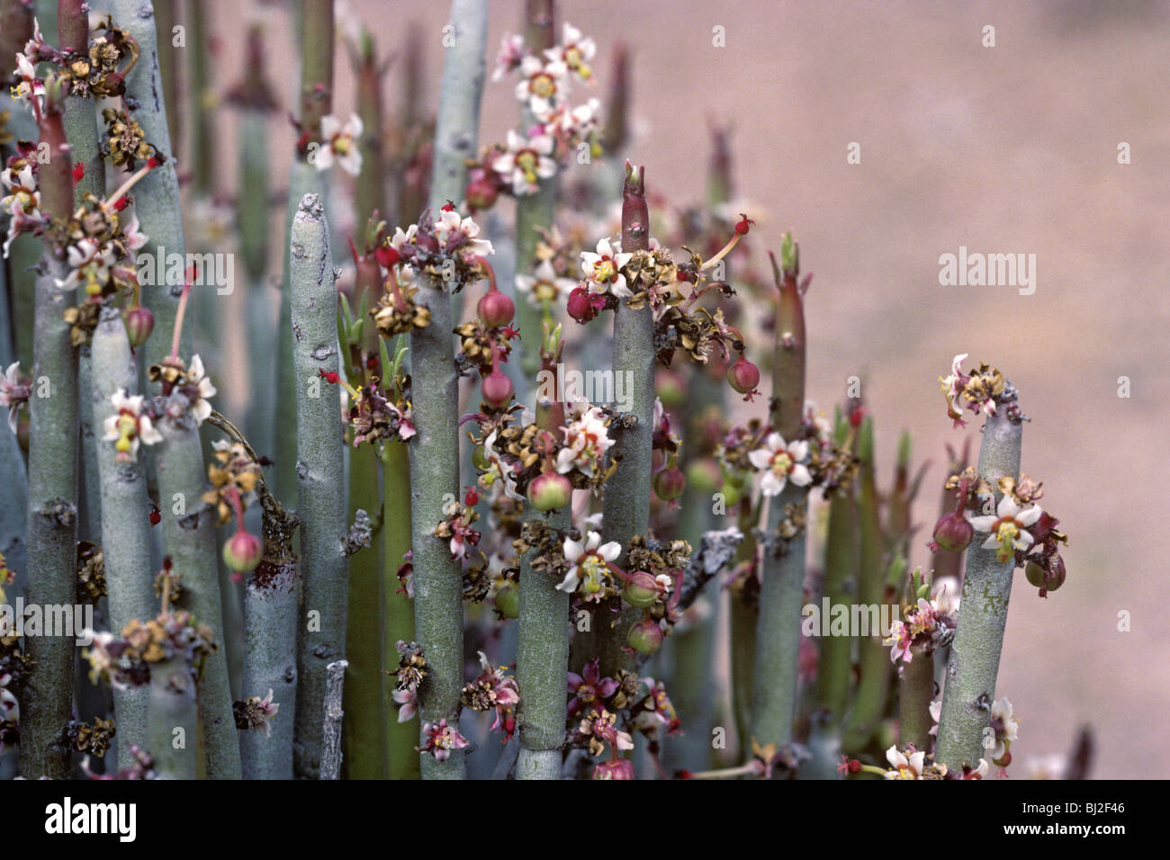 Candelilla hi-res stock photography and images - Alamy