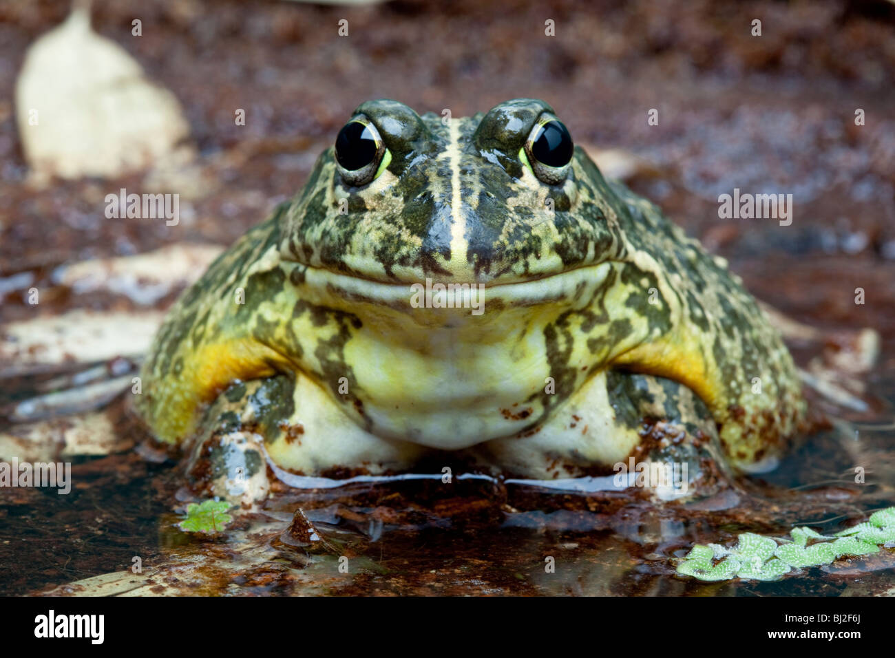 African bullfrog hi-res stock photography and images - Alamy
