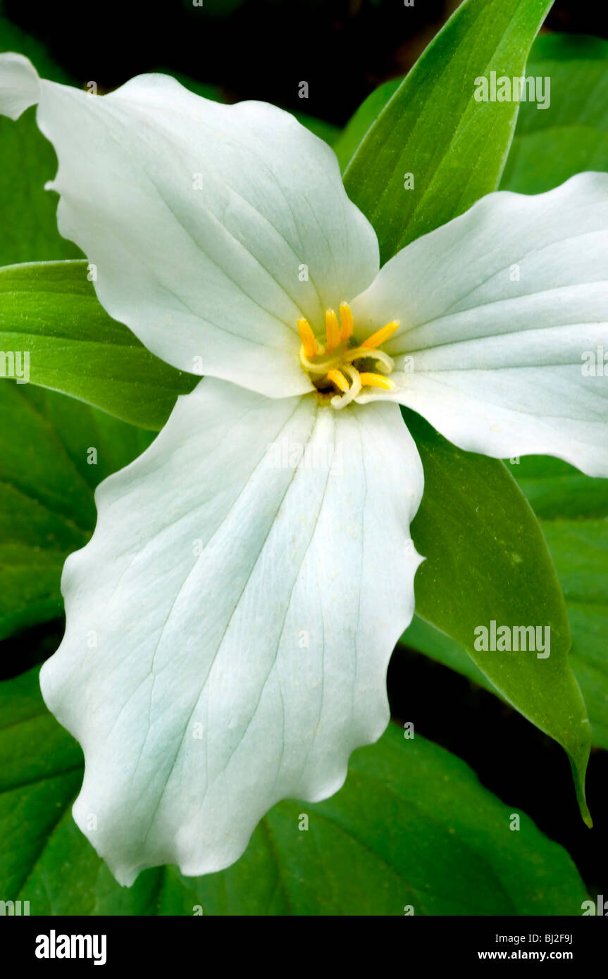 Closeup white trillium flower hi-res stock photography and images - Alamy