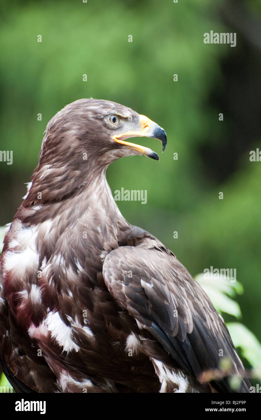 bird, falconry, game reserve Hellenthal, Eifel, North Rhine-Westphalia ...
