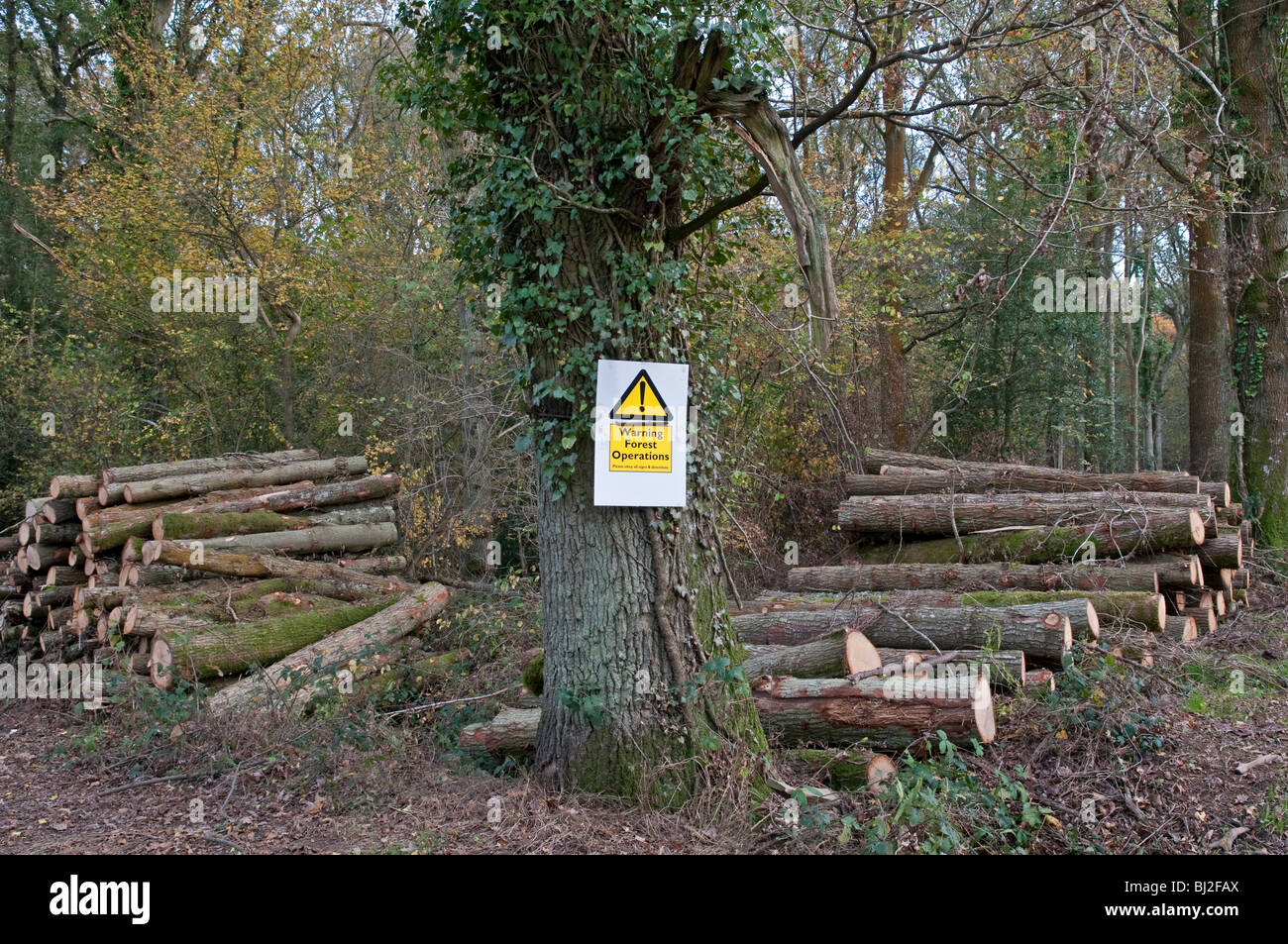 Recently cut oak trees. Sussex, England Stock Photo - Alamy