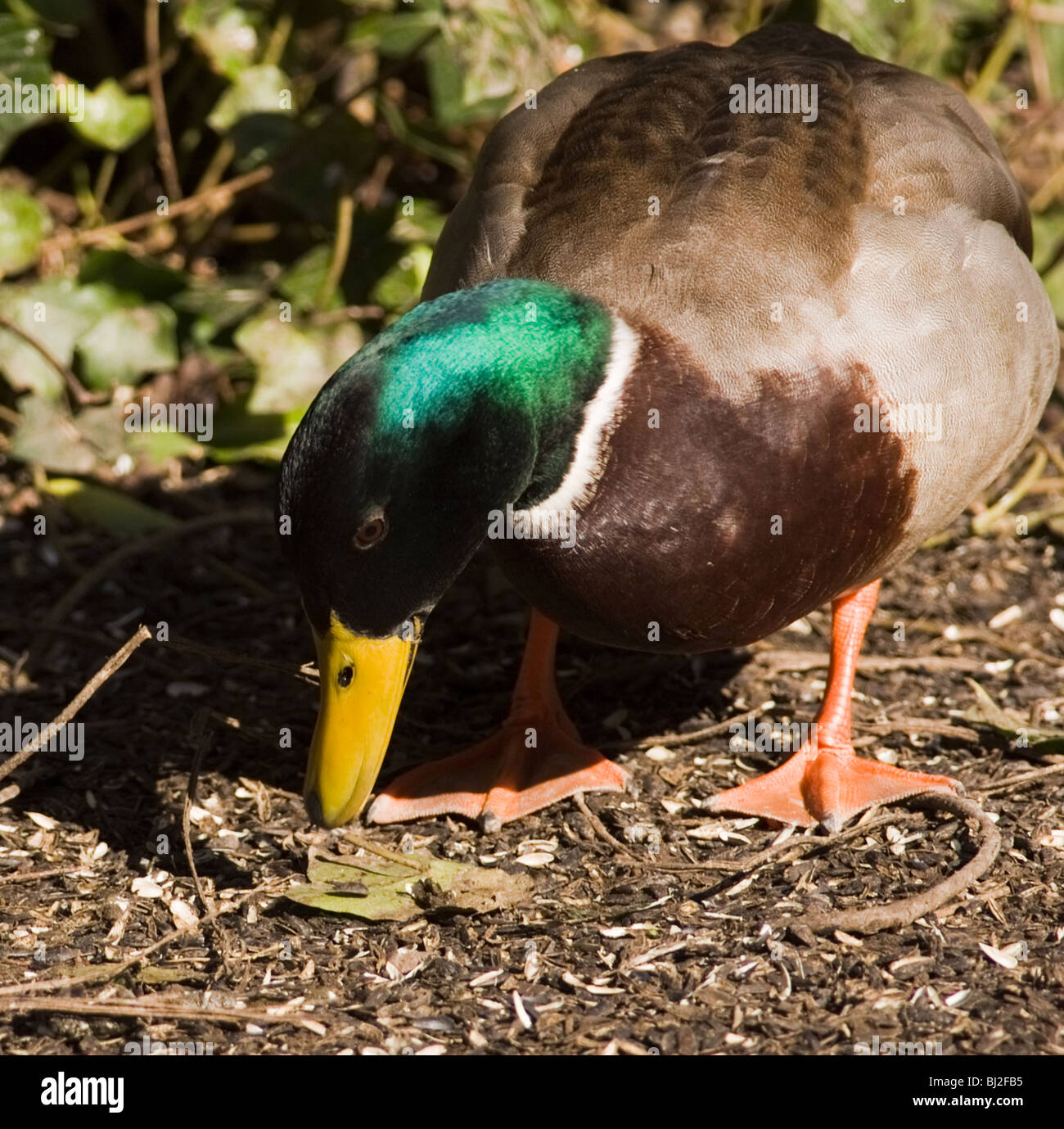 Bright coloured bill hi-res stock photography and images - Alamy