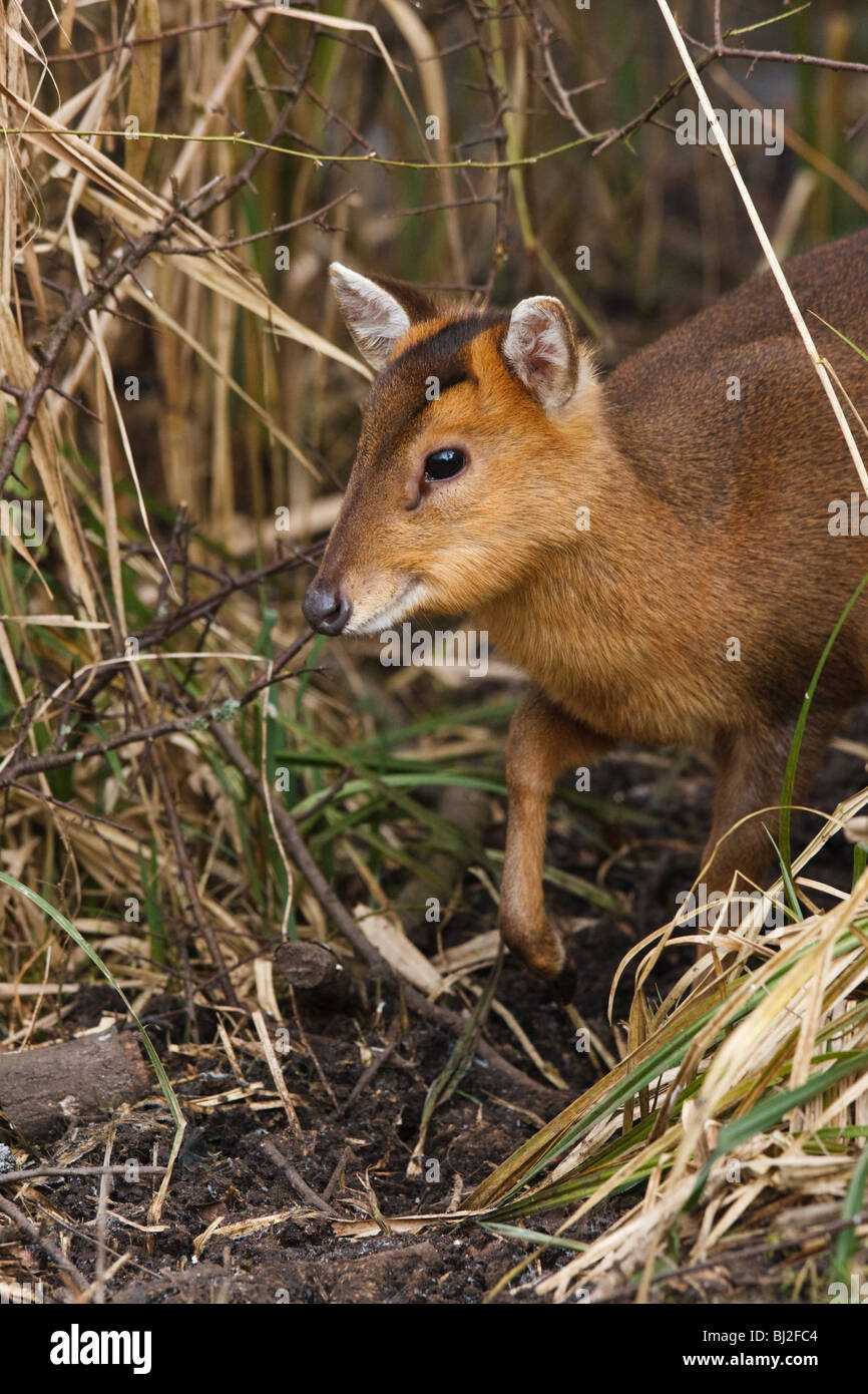 Muntjac Deer (Muntiacus reevesi), Cambridgeshire Stock Photo - Alamy