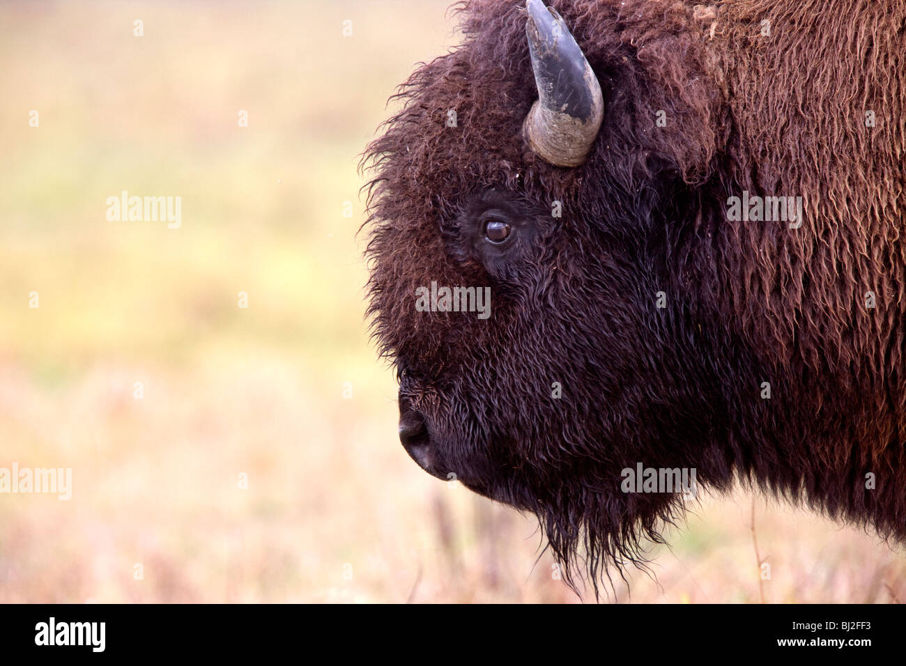 Close up of bison hi-res stock photography and images - Alamy