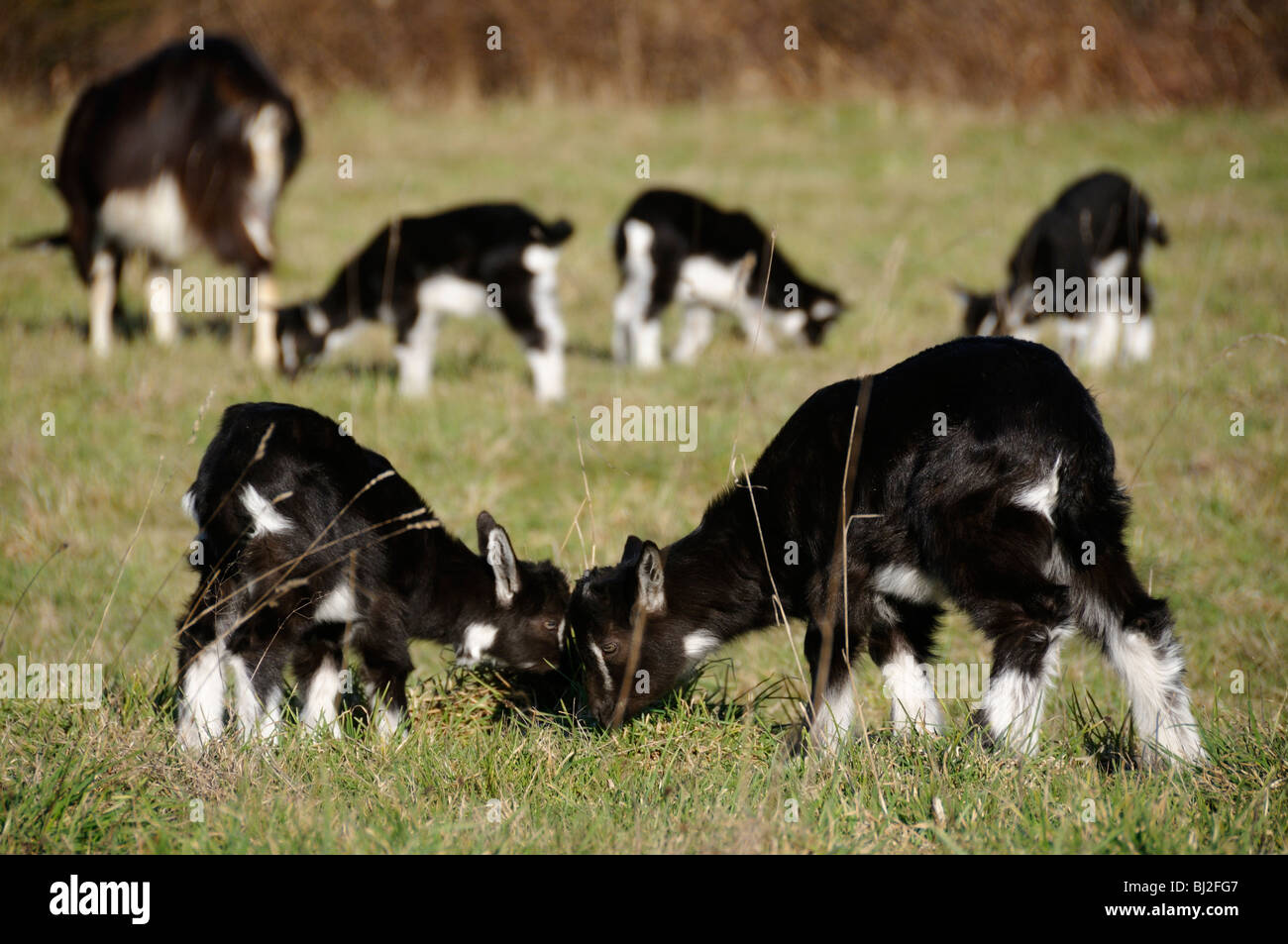 Poitevine goat kids hi-res stock photography and images - Alamy