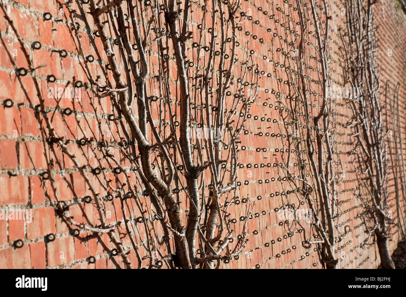 Espalier fruit trees grown against a walled garden wall in winter Stock ...