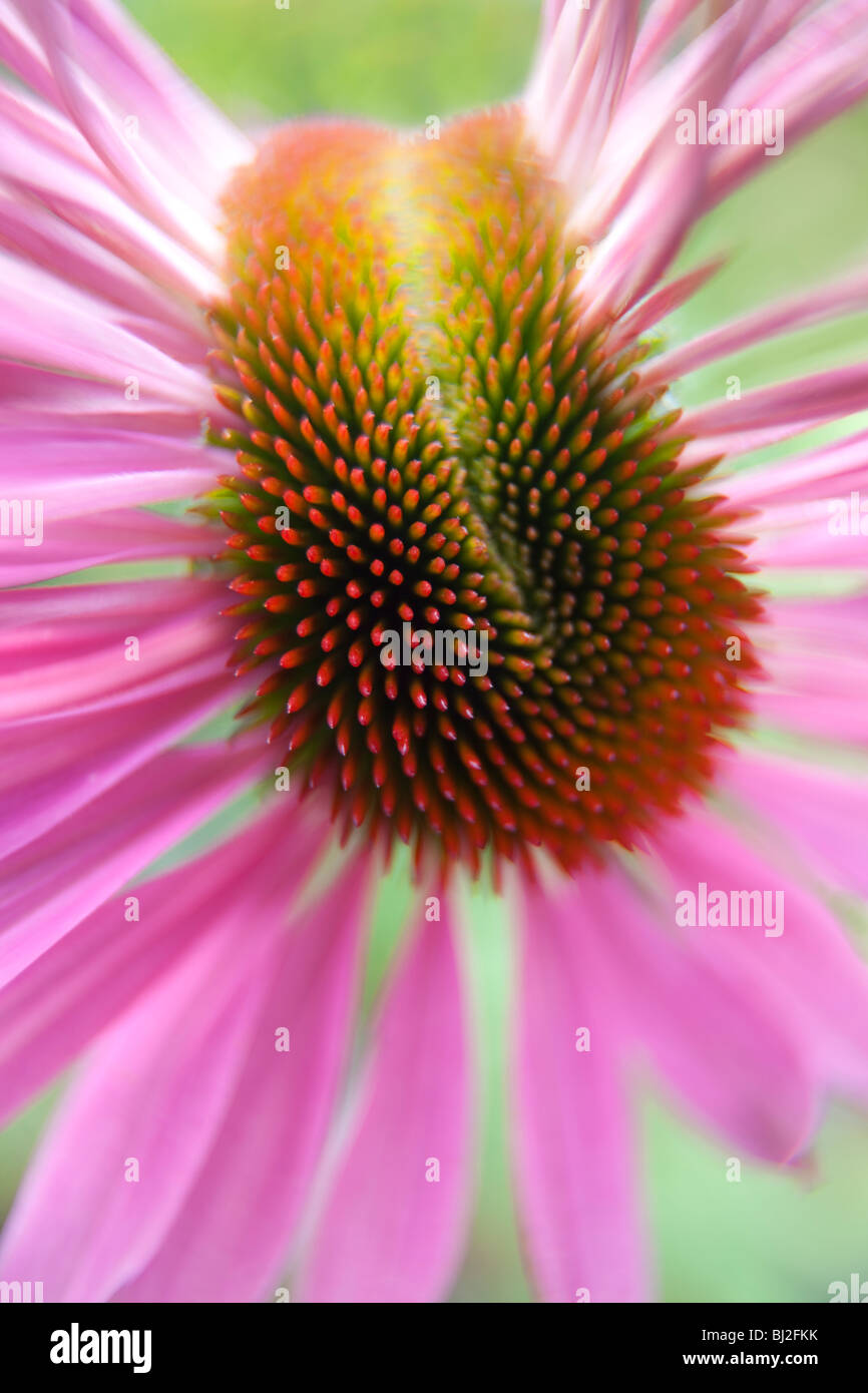 Coneflower hi-res stock photography and images - Alamy