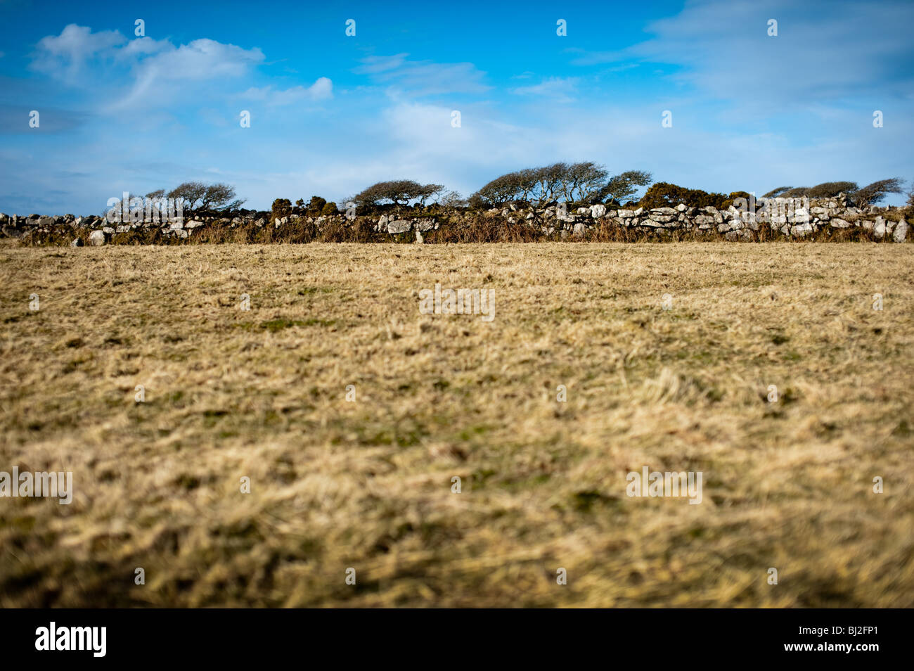 Cornish landscape of moors, fields and weathered trees at the ancient ...