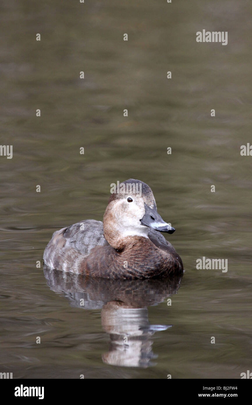 Female common pochard duck ferina hi-res stock photography and images ...