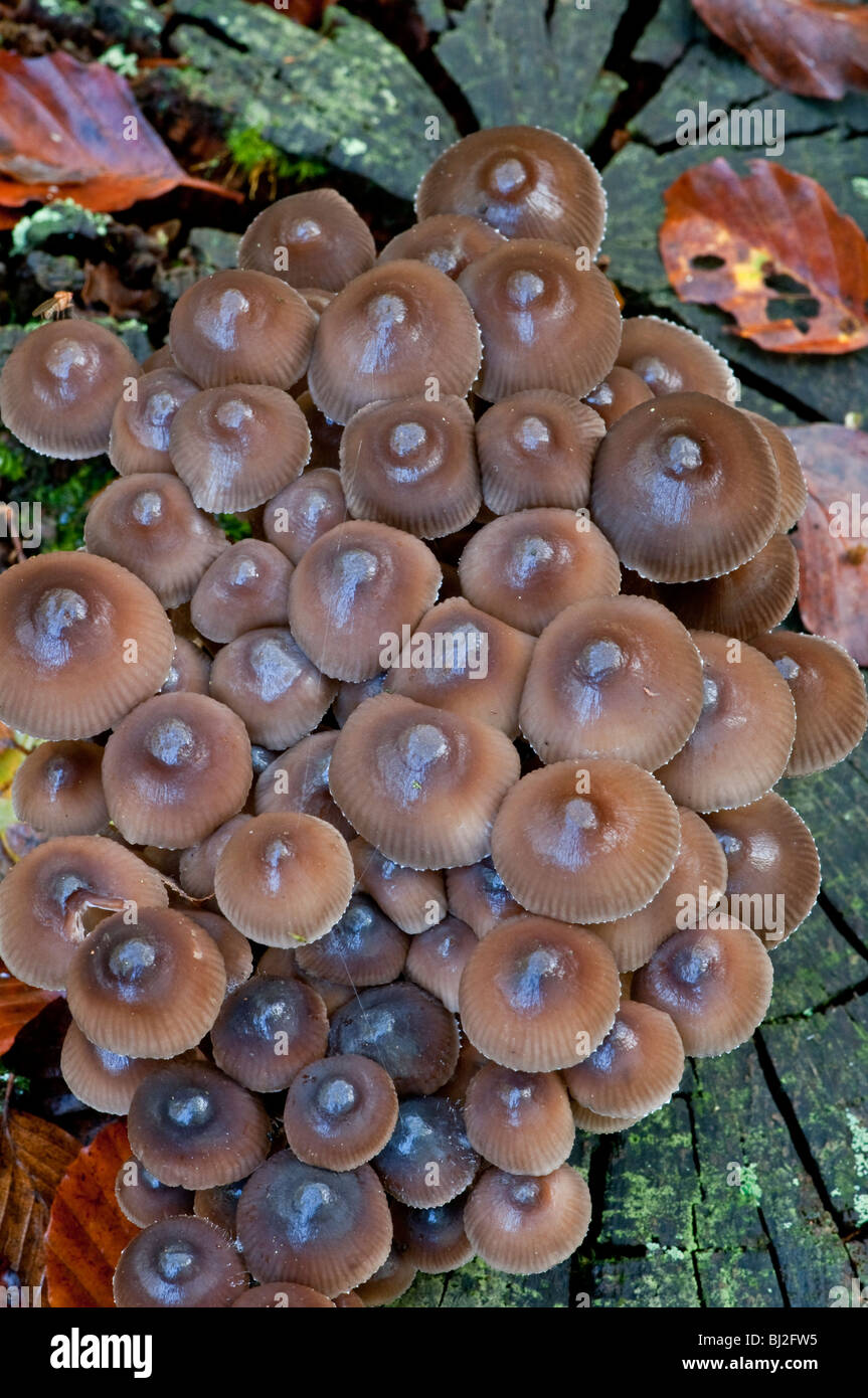 Clustered Oak Bonnet: Mycena inclinata Stock Photo - Alamy