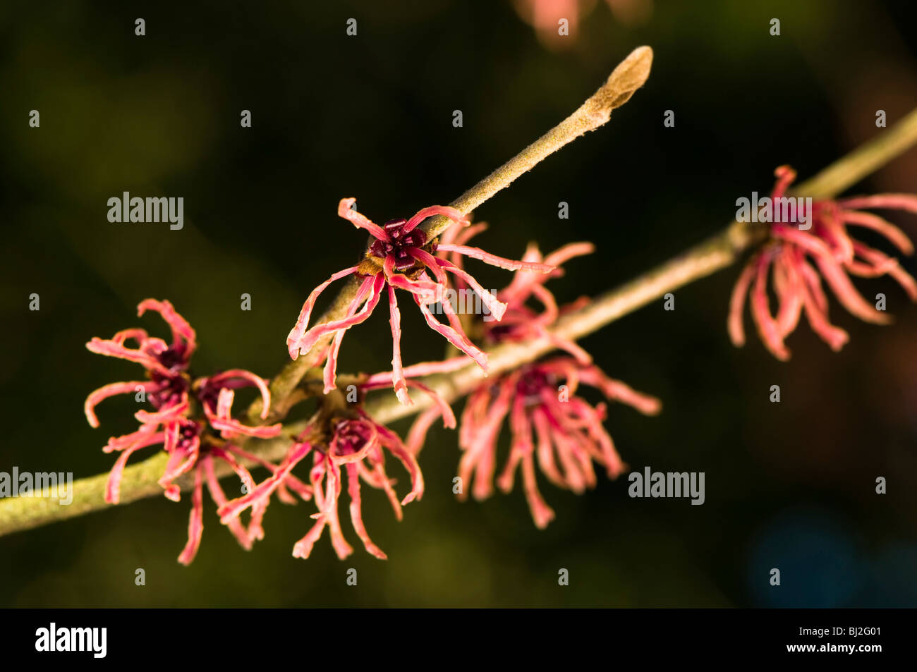 Close up of Hamamelis x intermedia 'Ruby Glow' - Hybrid Witch Hazel ...