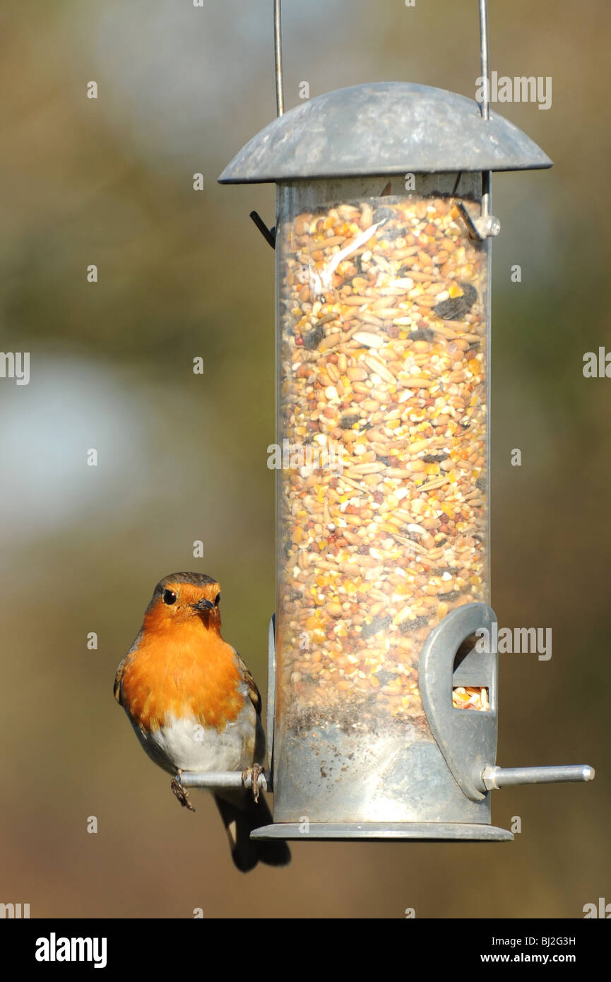 Robin and winter and bird feeder hi-res stock photography and images ...