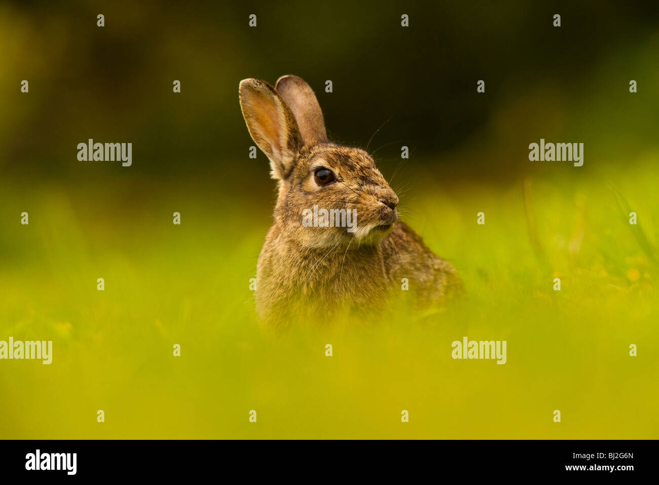 Buck rabbit babies hi-res stock photography and images - Alamy