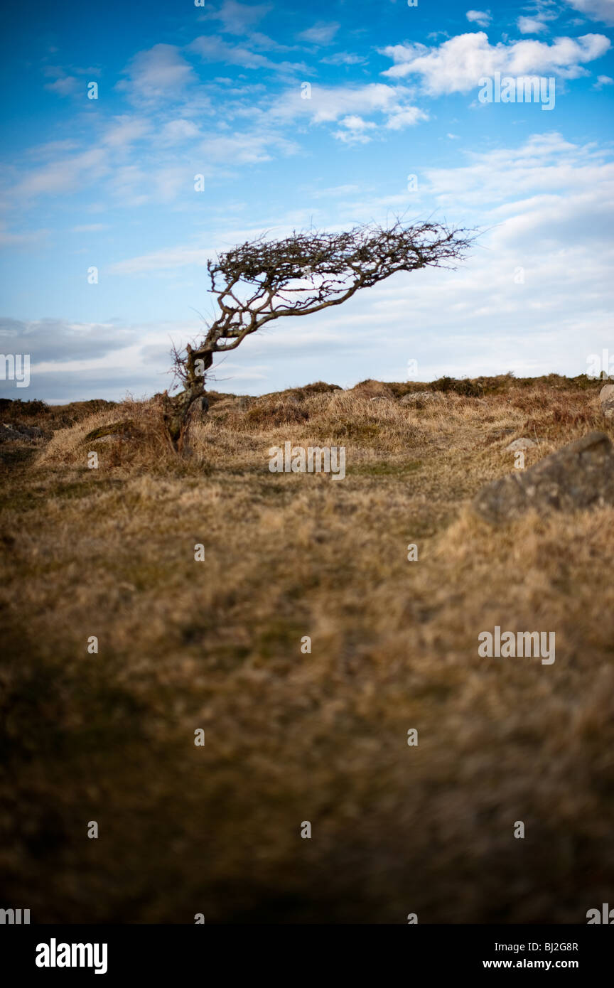 Cornish landscape of moors, fields and weathered trees at the ancient ...