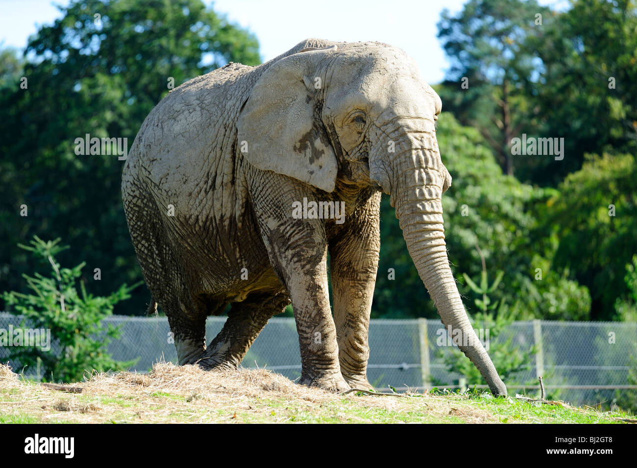 African elephant, Blair Drummond Safari Park near Stirling, Scotland ...