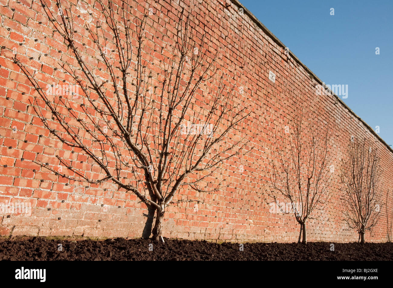 Espalier fruit trees grown against a walled garden wall in winter Stock ...