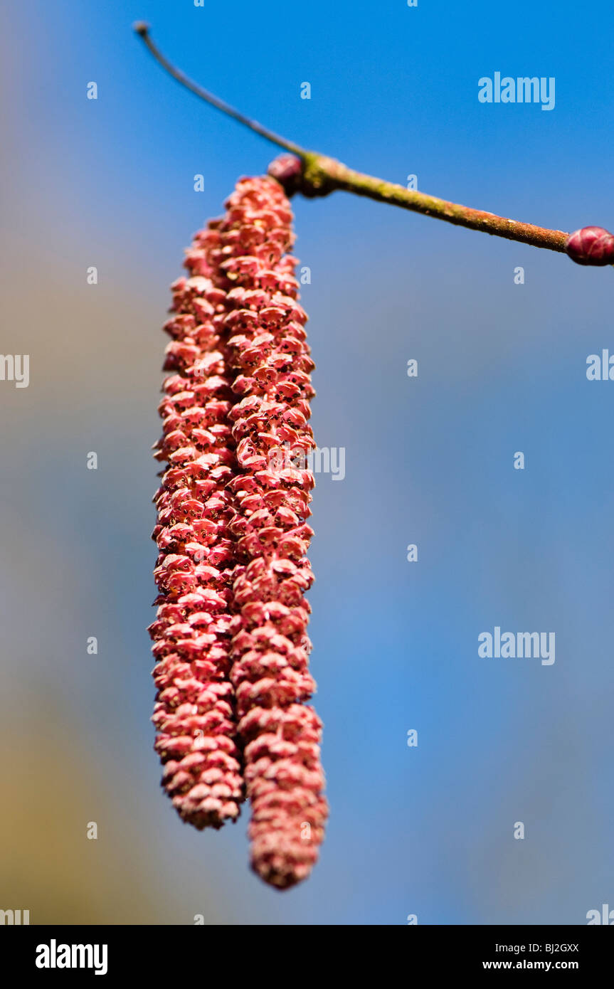 Corylus Maxima Purpurea High Resolution Stock Photography and Images ...