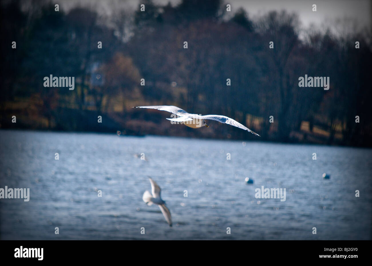 See flying bird hi-res stock photography and images - Alamy