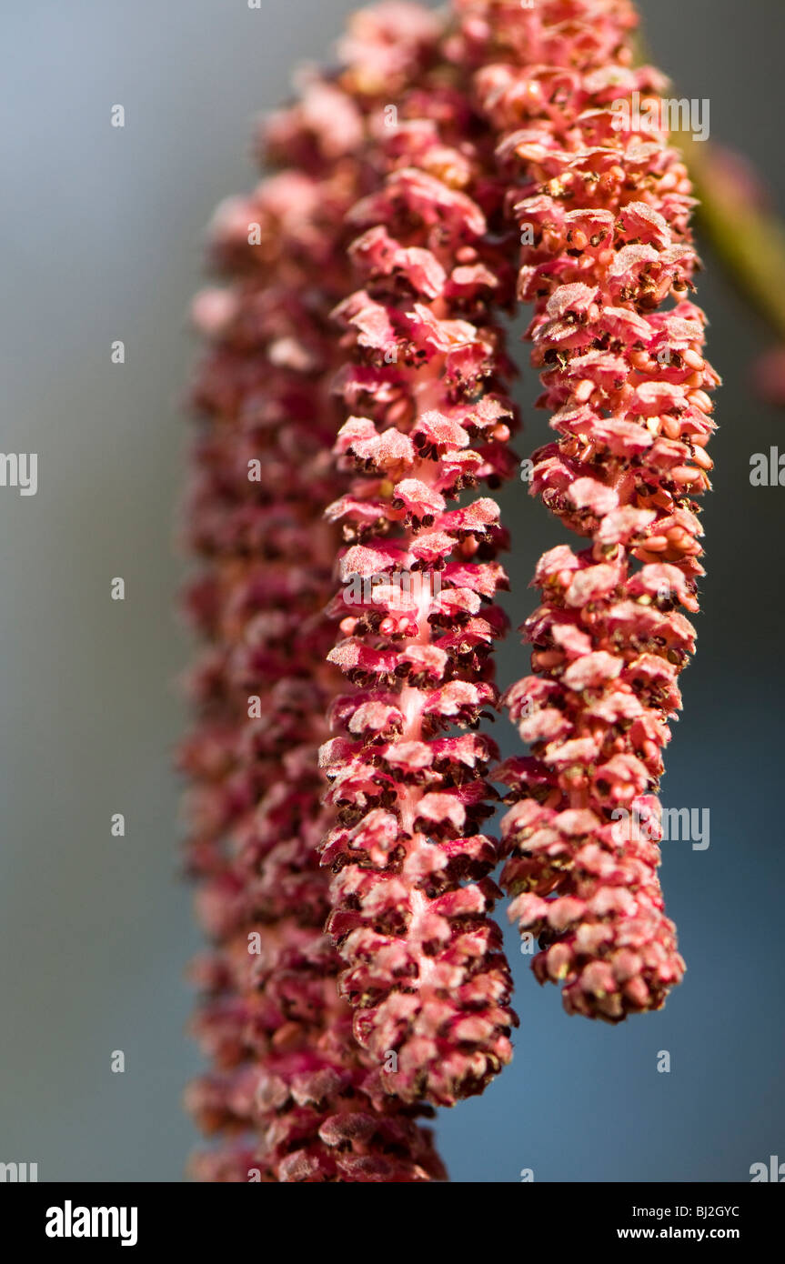 Corylus Maxima Purpurea High Resolution Stock Photography and Images ...