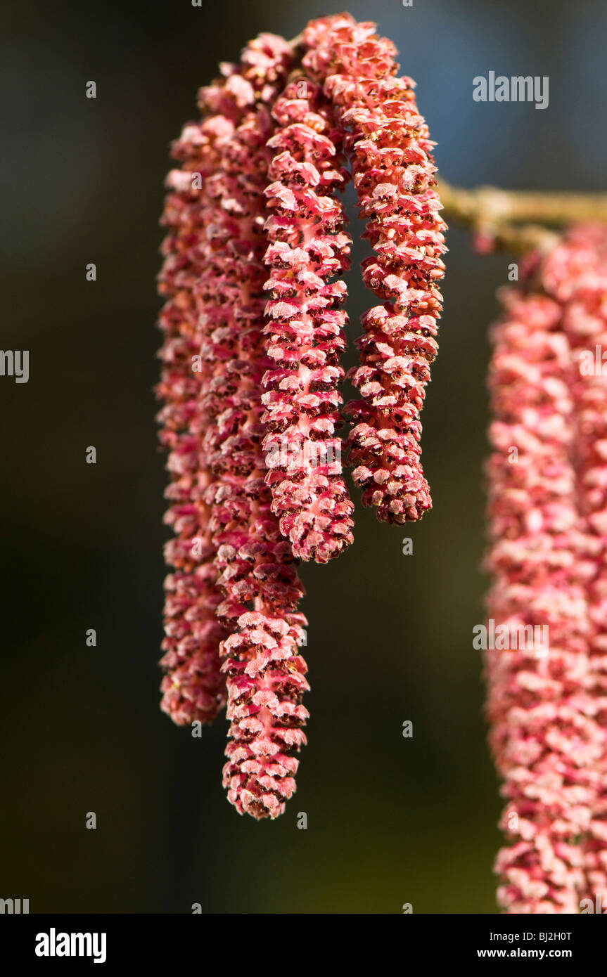 Close up of catkins on a Corylus maxima Purpurea, Purple Filbert, at ...