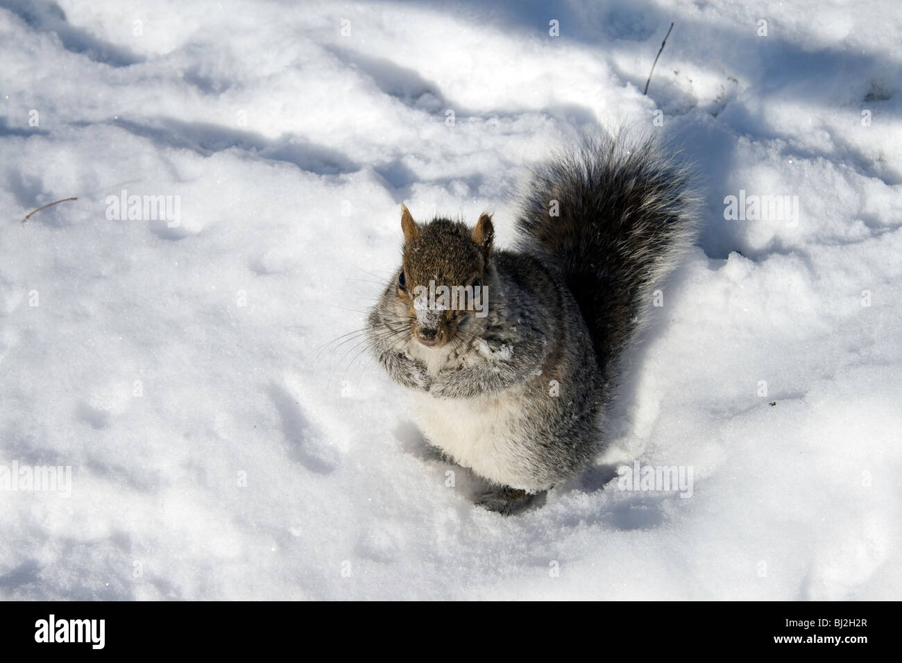 An inquisitive gray squirrel playing in the snow in New York's Central ...