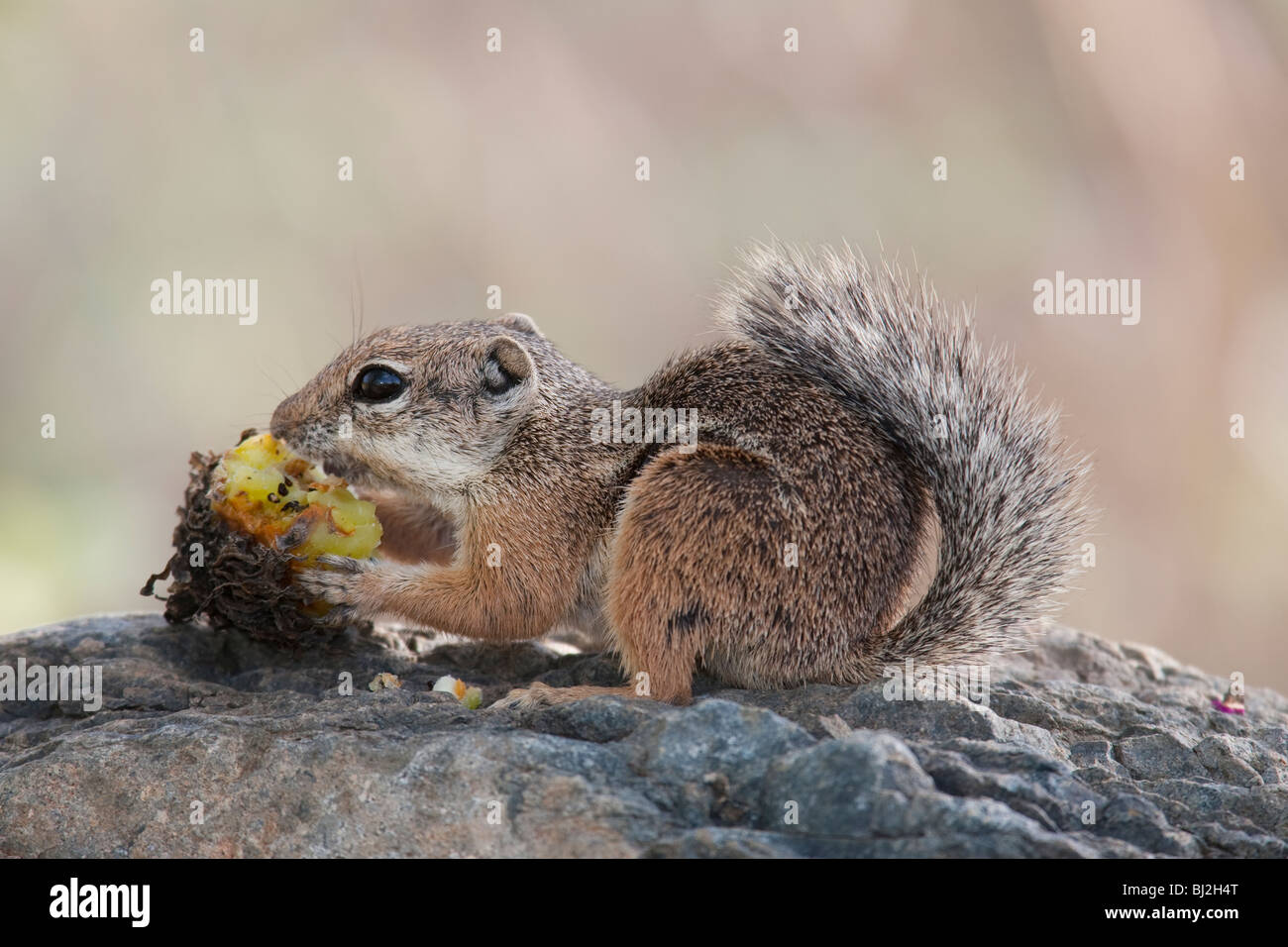 Yuma Antelope Squirrel (Ammospermophilus harrisi), eating cactus fruit ...
