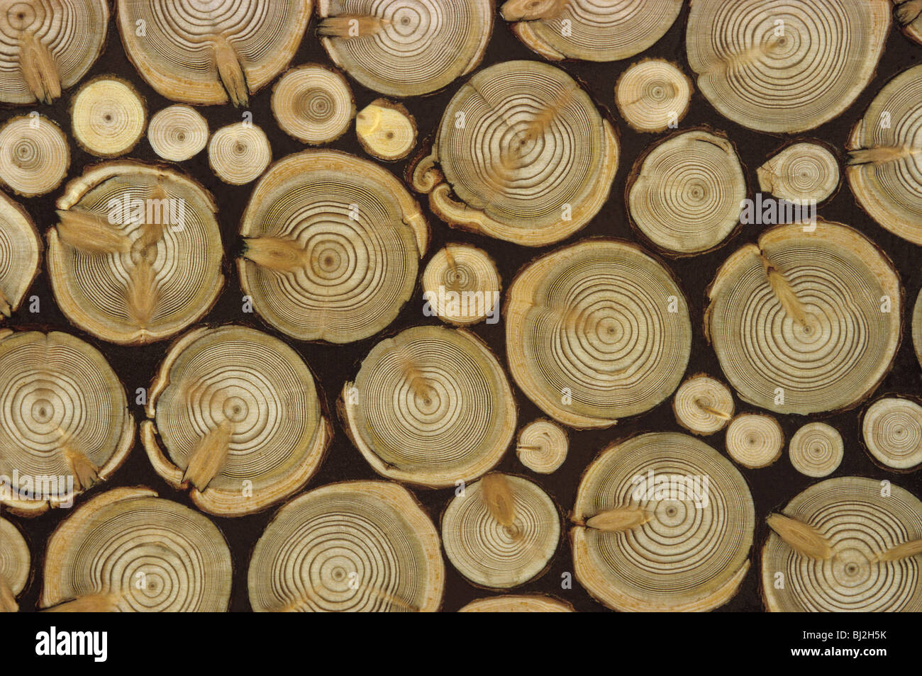 Sectioned conifer branches with annual rings Stock Photo - Alamy