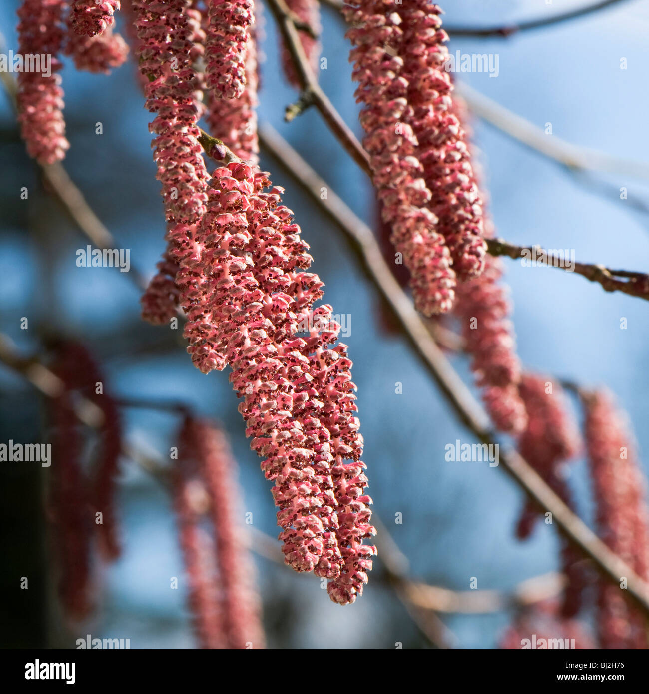 Close up of catkins on a Corylus maxima Purpurea, Purple Filbert, at ...