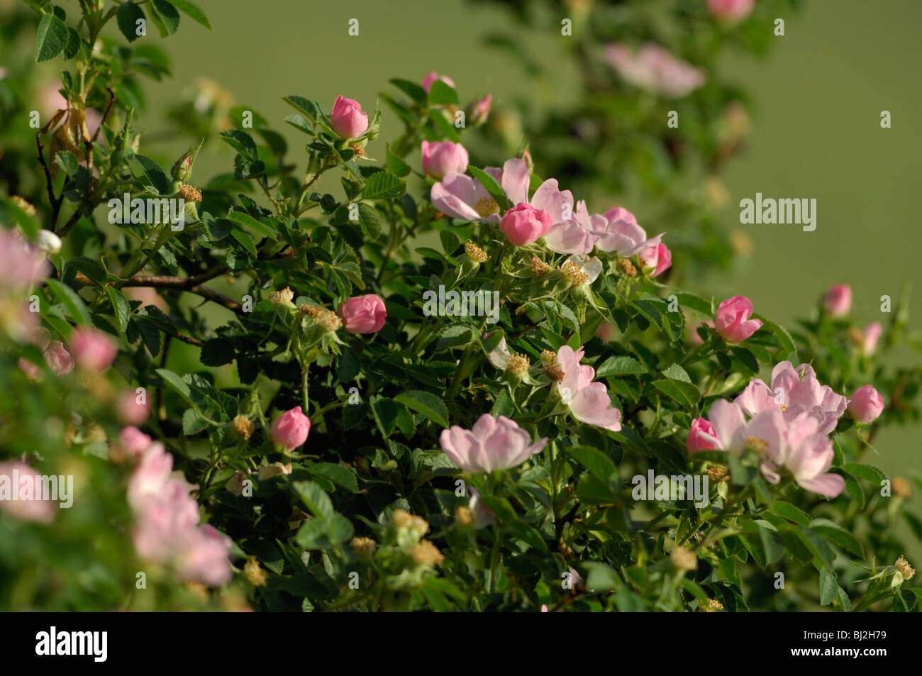 Rosaceae plant hi-res stock photography and images - Alamy